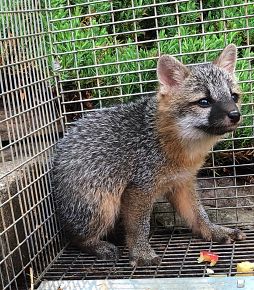 Fox Removal | Complete Animal Removal | Kentucky