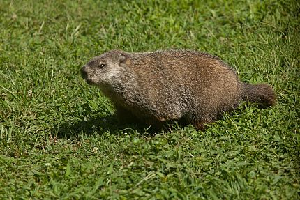 Groundhog Removal | Complete Animal Removal | Kentucky