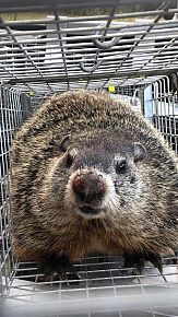 Groundhog Removal | Complete Animal Removal | Kentucky